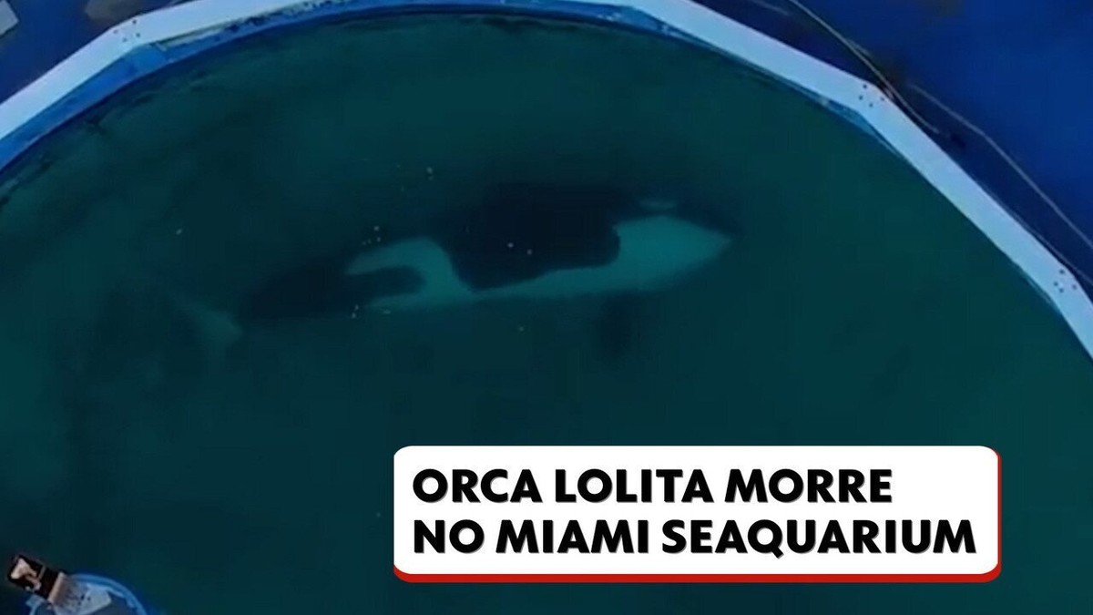 Morre orca emblemática do aquário de Miami antes de ser devolvida ao ...