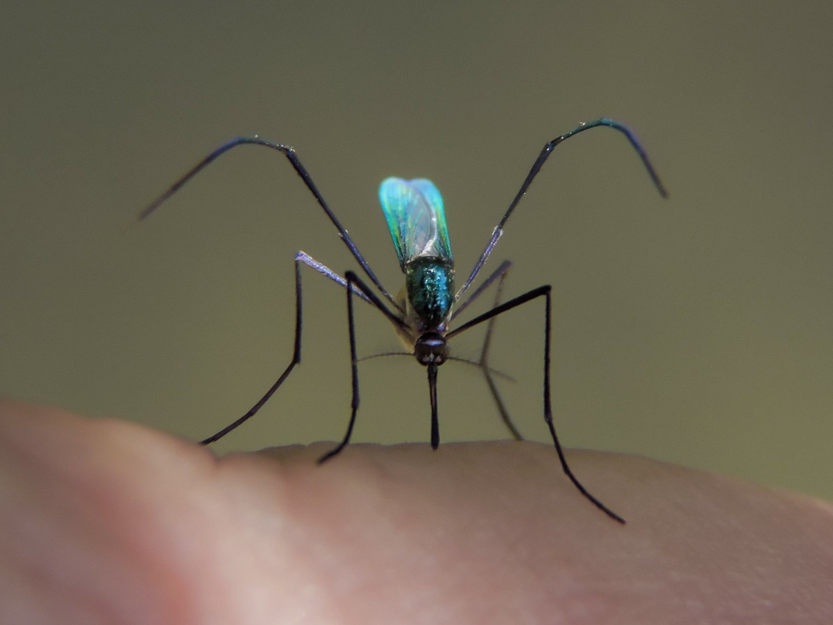 Especialista afirma que macacos são vítimas da febre amarela e devem ser preservados para evitar ...