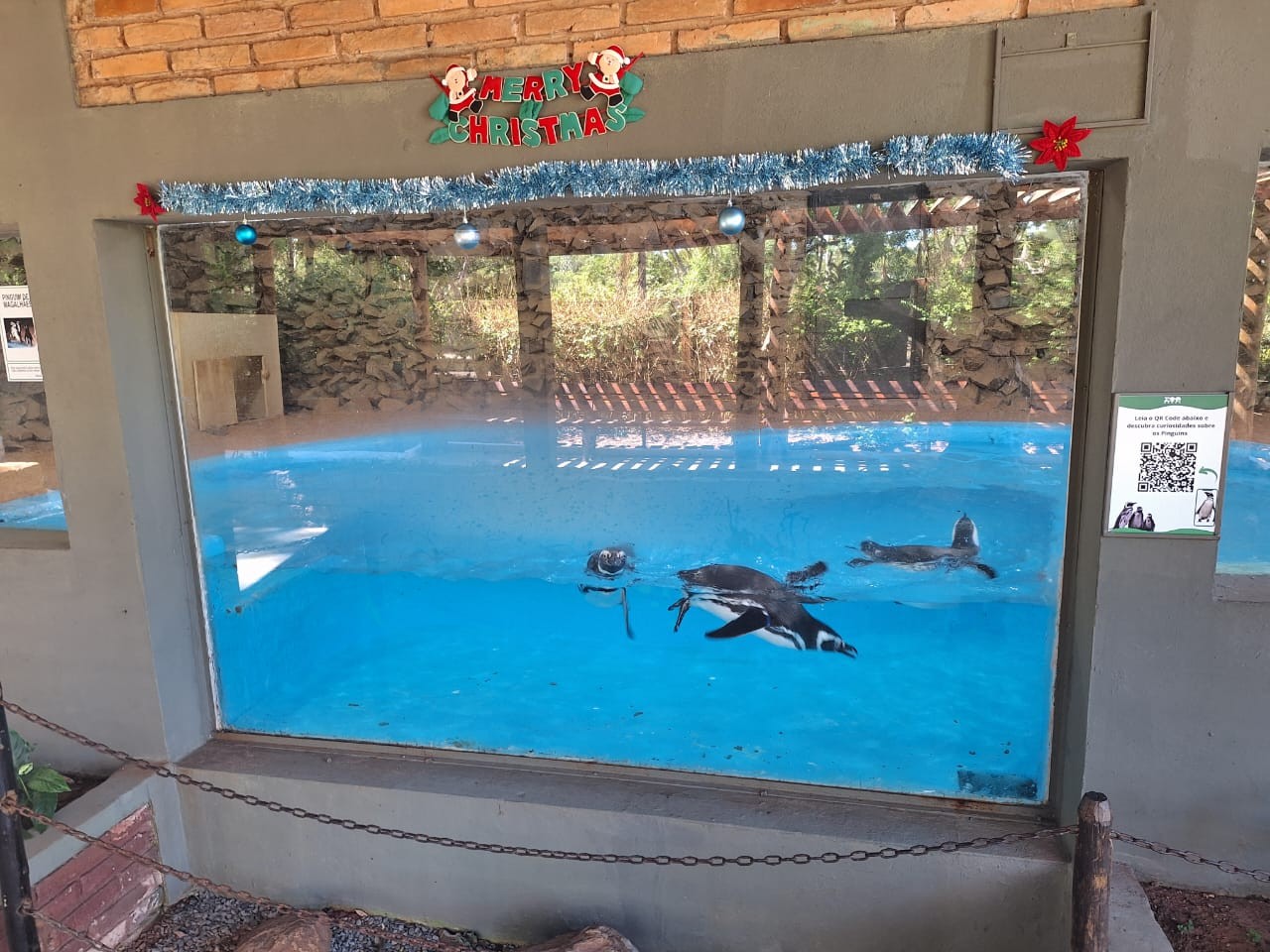 No clima do Natal, zoológico de Bauru é decorado e recebe visita do ...