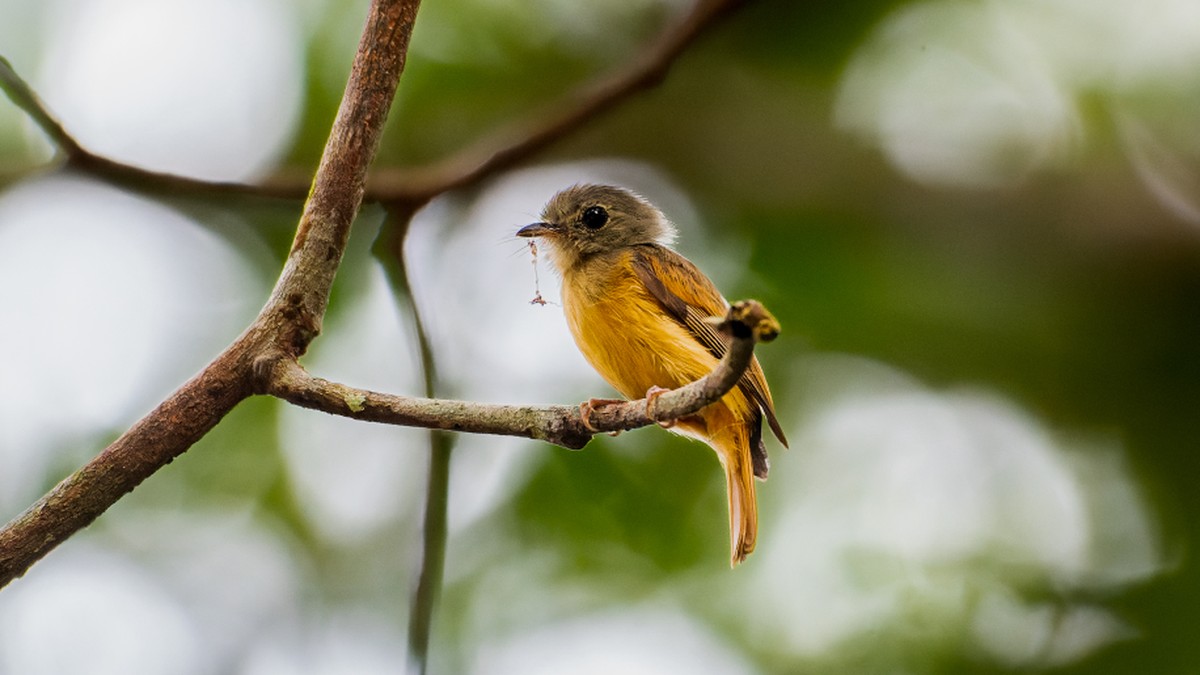 Você conhece o papa-moscas-uirapuru? | Terra da Gente | G1