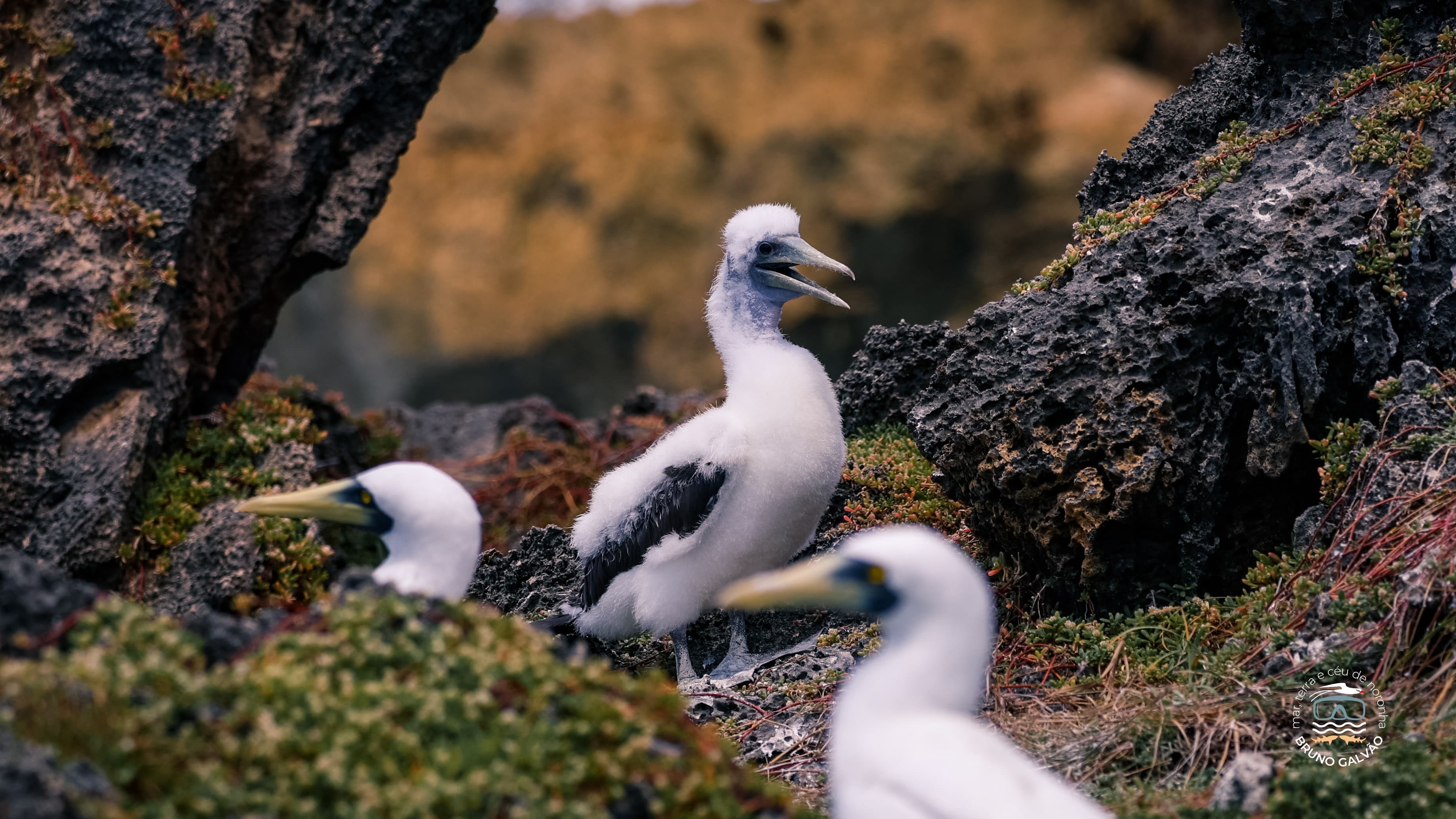 Ave rara volta a se reproduzir em forte de Fernando de Noronha após quatro anos