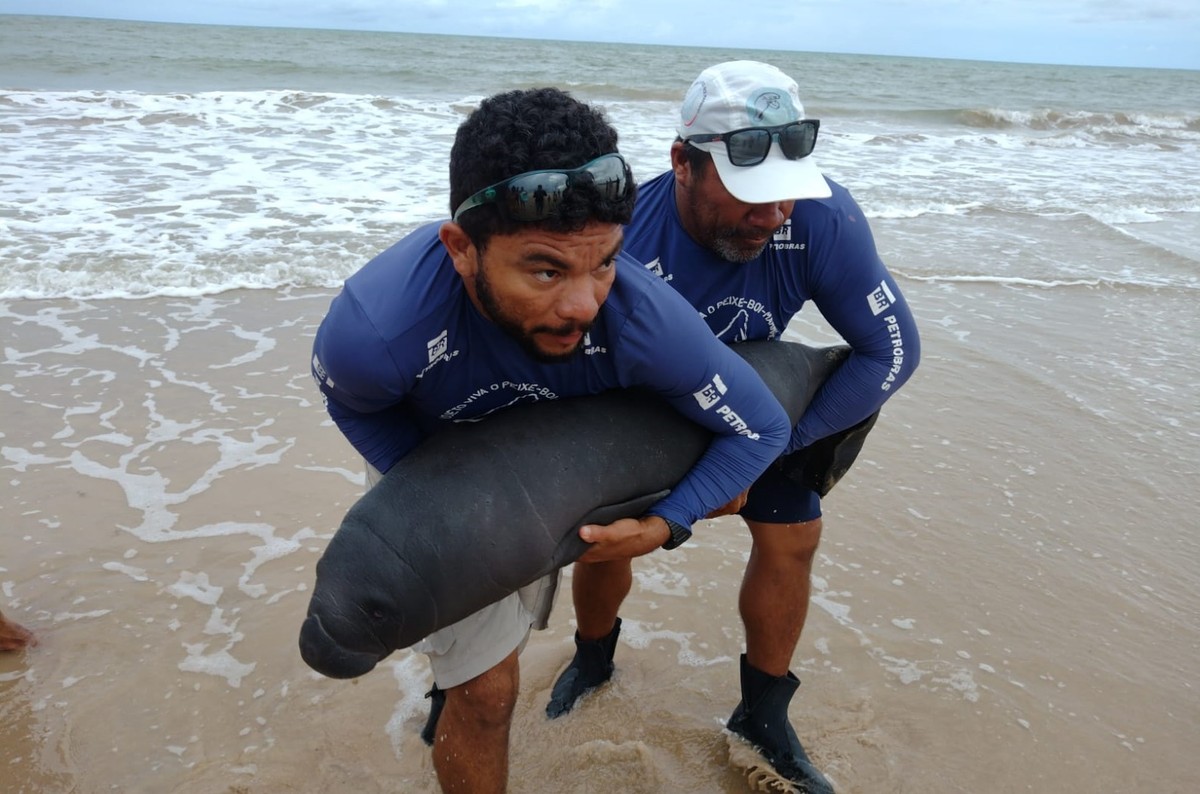 Filhote de peixe-boi-marinho é resgatado em praia de Gramame, na ...
