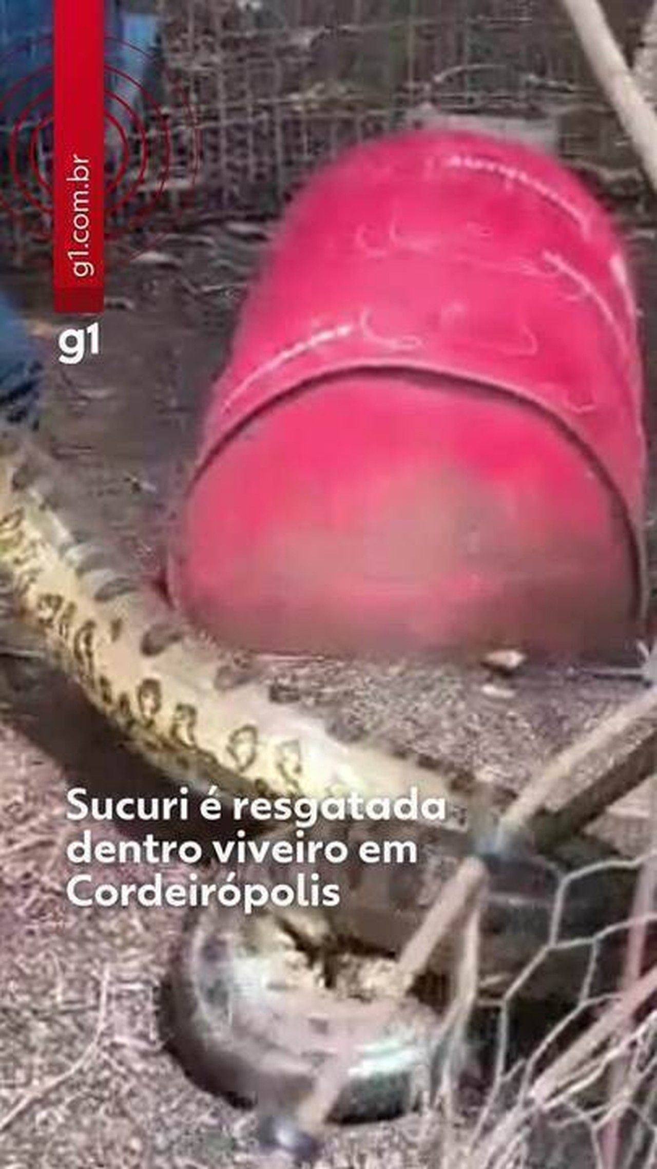 Sucuri resgatada em empresa de cerâmica de Cordeirópolis | G1