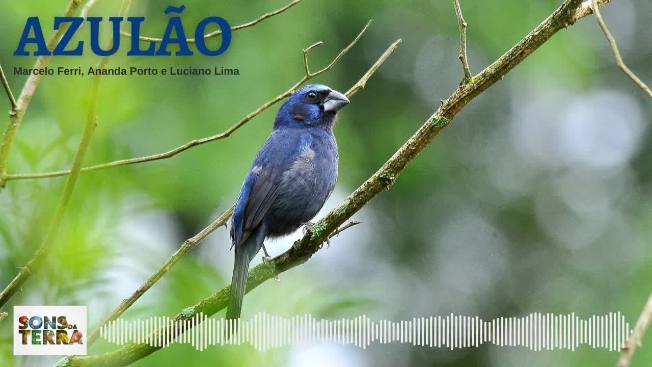 Azulão: o passarinho azul mais popular do Brasil | G1