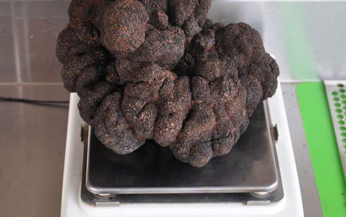 Australiano encontra trufa negra gigante em sua propriedade