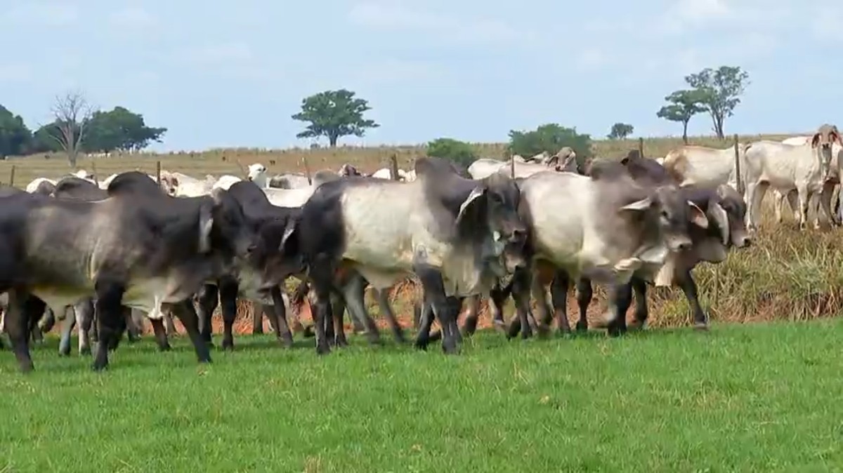 Guzerá é raça rústica e uma das mais tradicionais da pecuária do Brasil ...