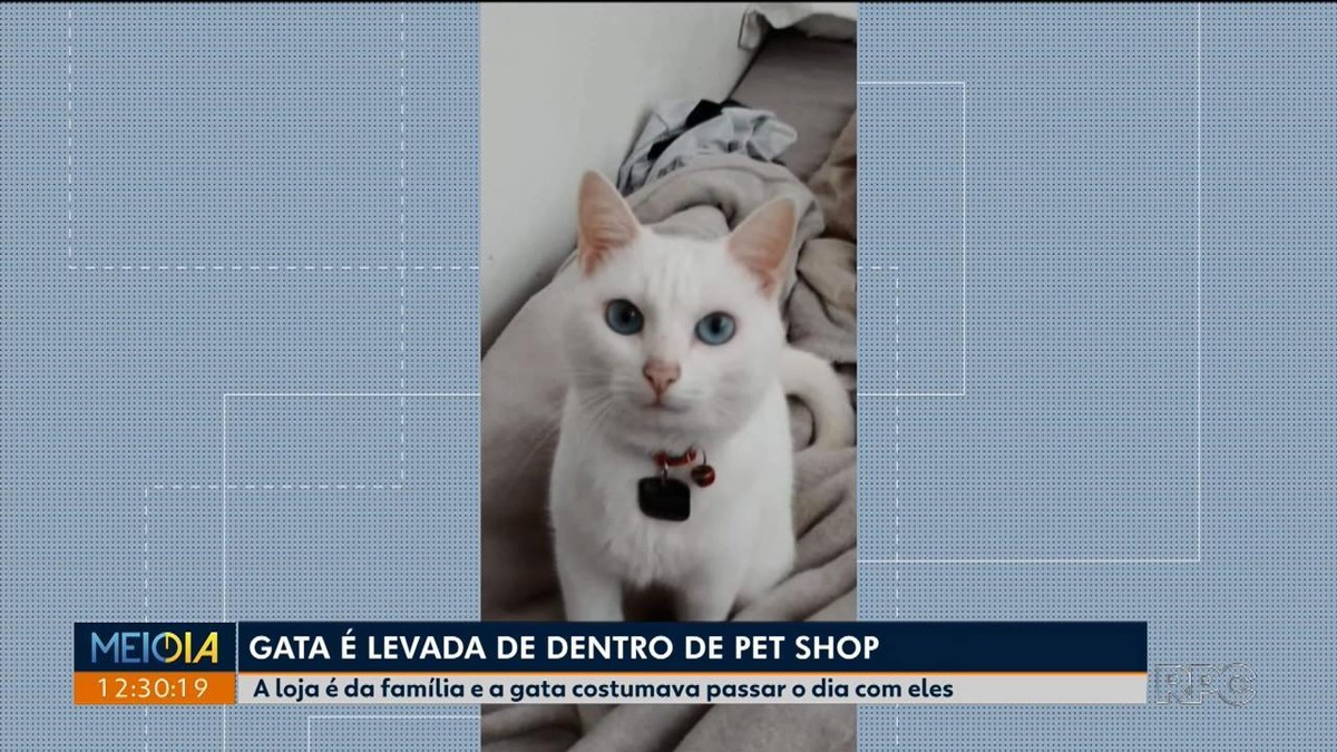 Homem desce de carro, furta gata de pet shop e foge em Curitiba ...