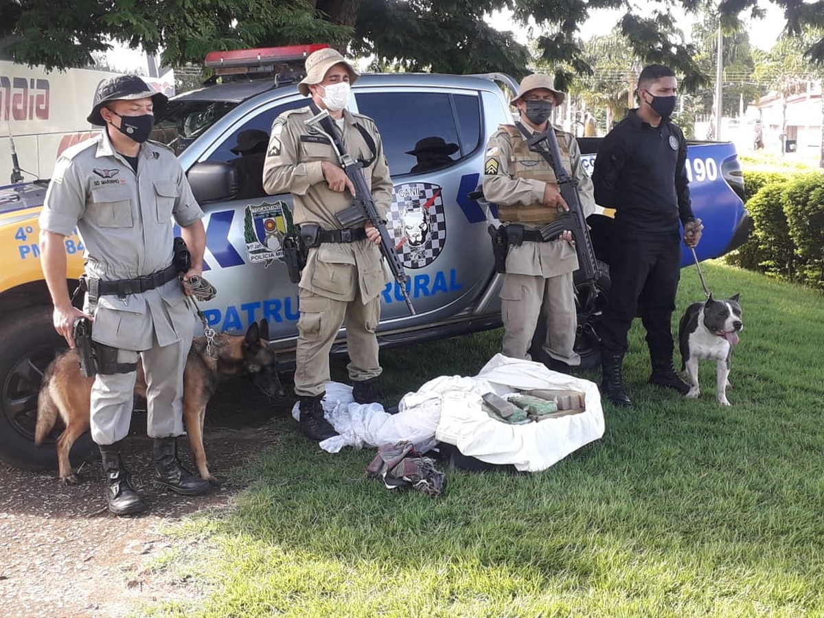 Cães Farejadores Encontram Mais De 40 Quilos De Maconha Em Bagageiro De