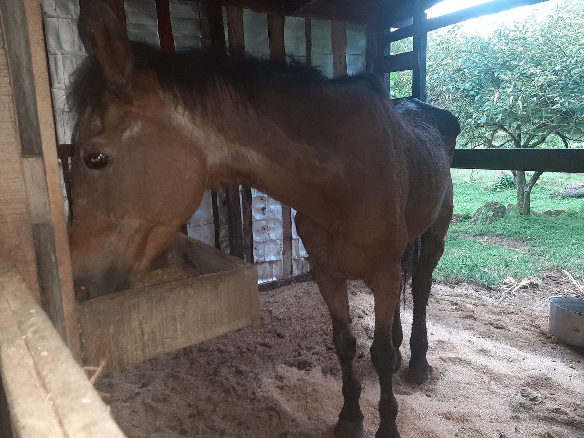 Conheça a égua de 43 anos que pode ser o equino mais velho do RS | G1