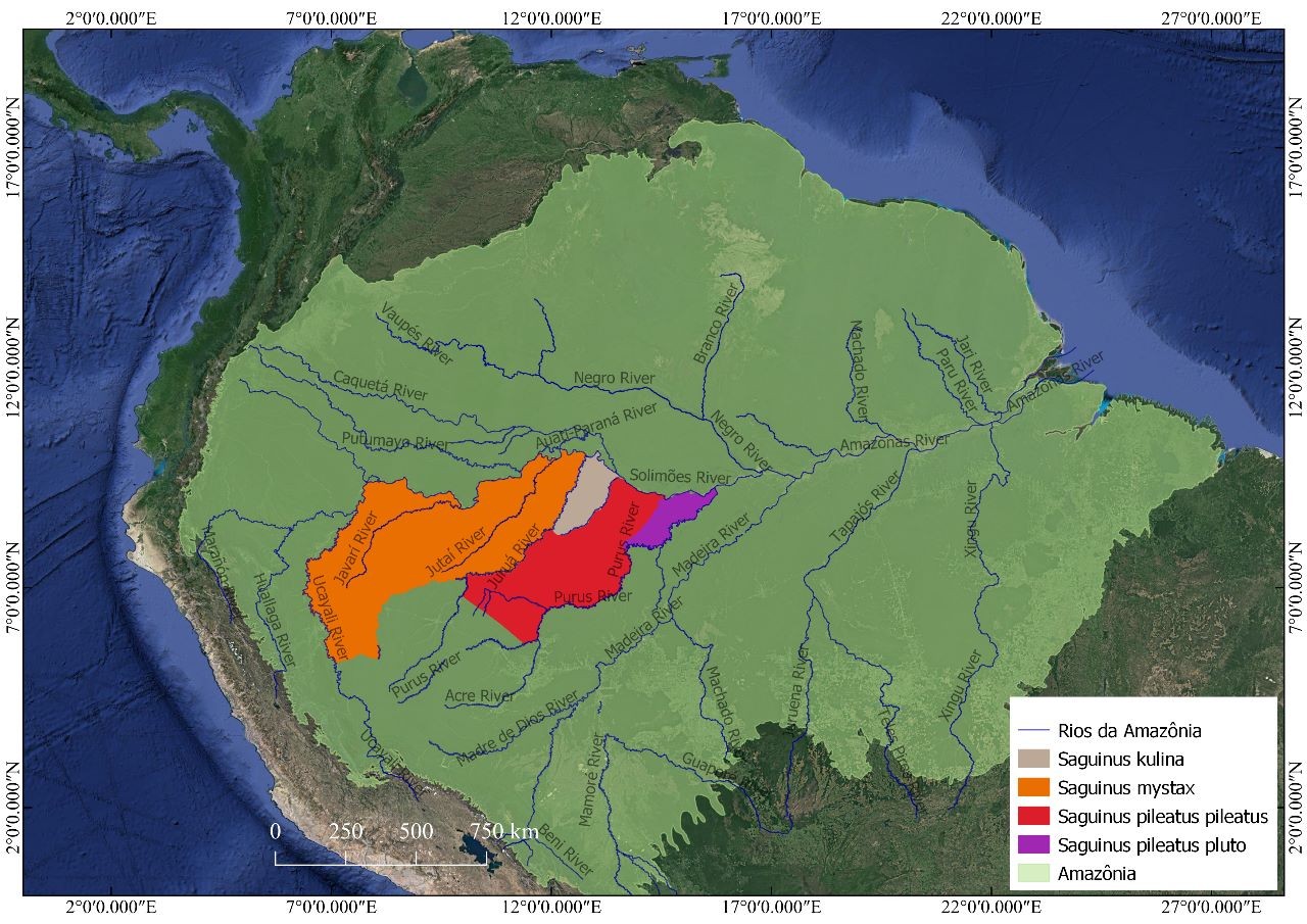 Amazônia brasileira ‘ganha’ nova espécie de sagui exclusiva do país ...