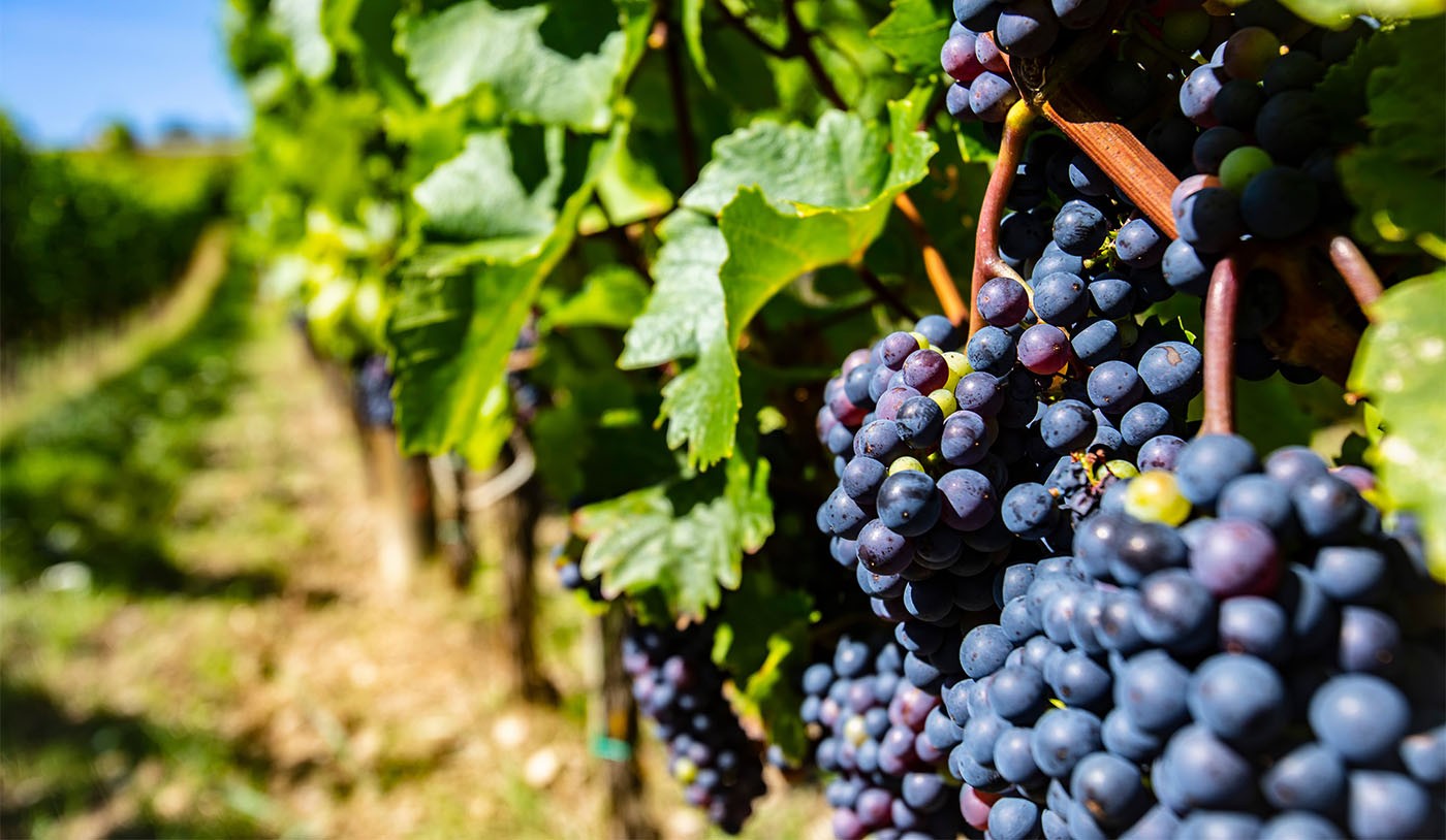 Uva tinta Merlot produz vinhos frutados e frescos: conheça 10 rótulos ...