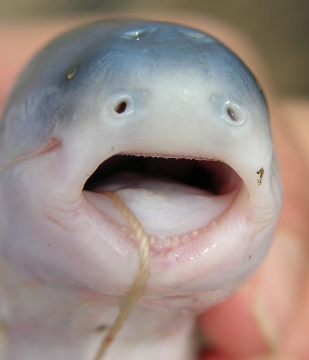 'Arrancou um pedaço da mão', relata pescador mordido por candiru no rio ...