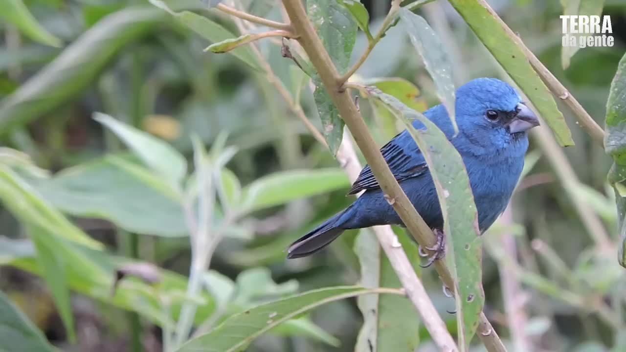 Observador de aves flagra azulinho em Pouso Alegre, MG | G1
