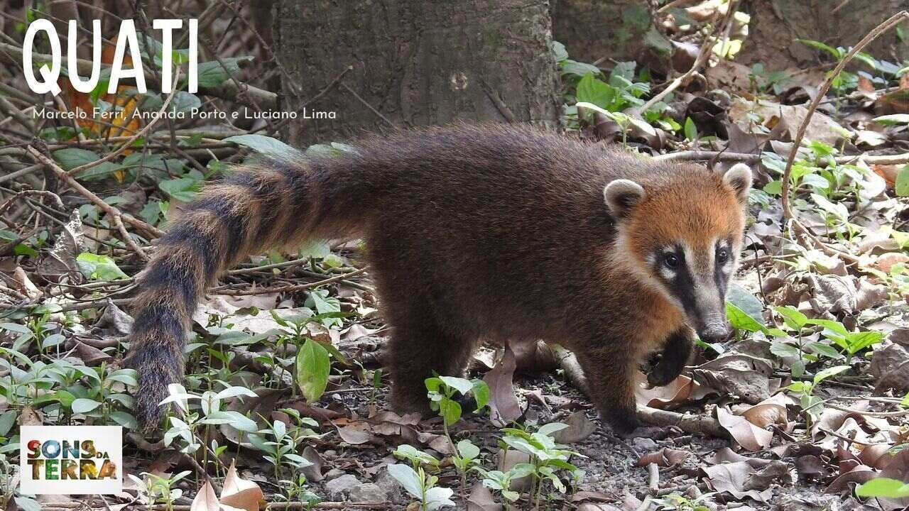 'Sons da Terra': Você já ouviu o som do quati? | Terra da Gente | G1