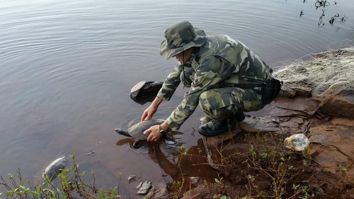 Cágados de espécie rara são resgatados em rede de pesca no Paraná ...