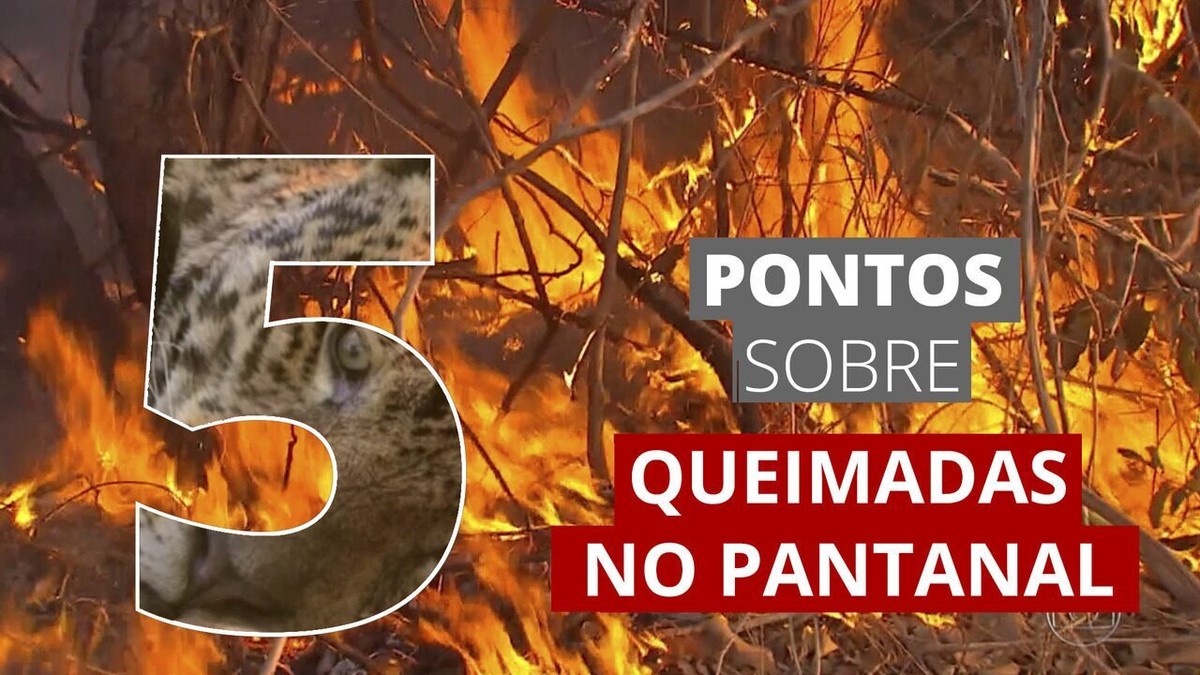 Força-tarefa em MS investiga número de animais mortos pelas queimadas ...