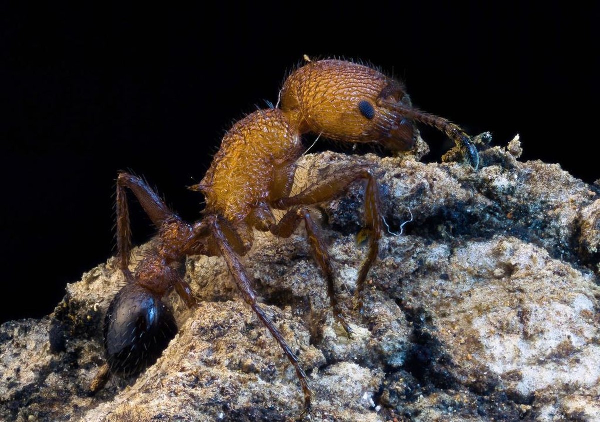 De fábula infantil a provérbio bíblico: as histórias sobre formigas que ...