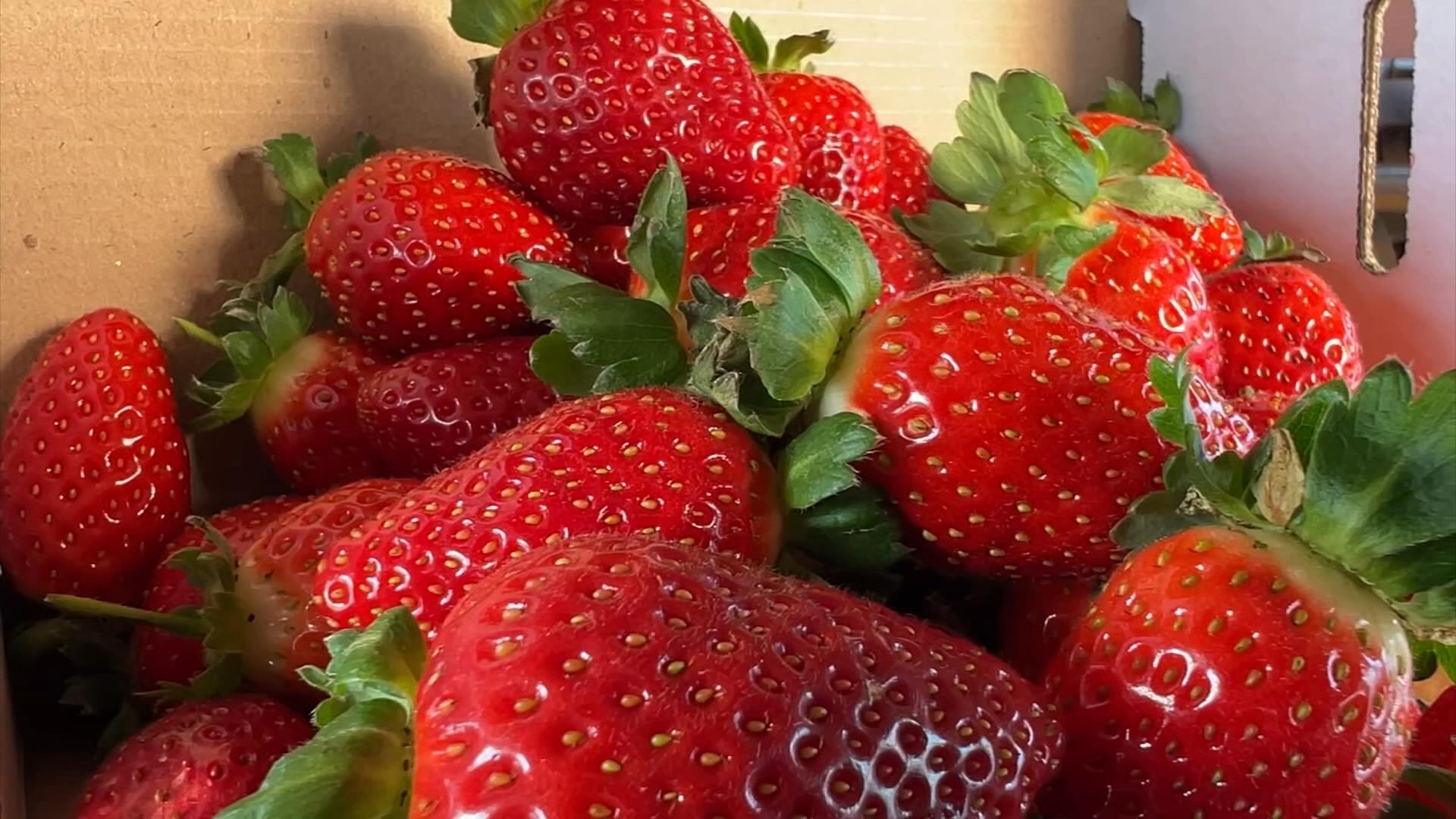 Produtores de morango investem em plantações suspensas e mudas de ...