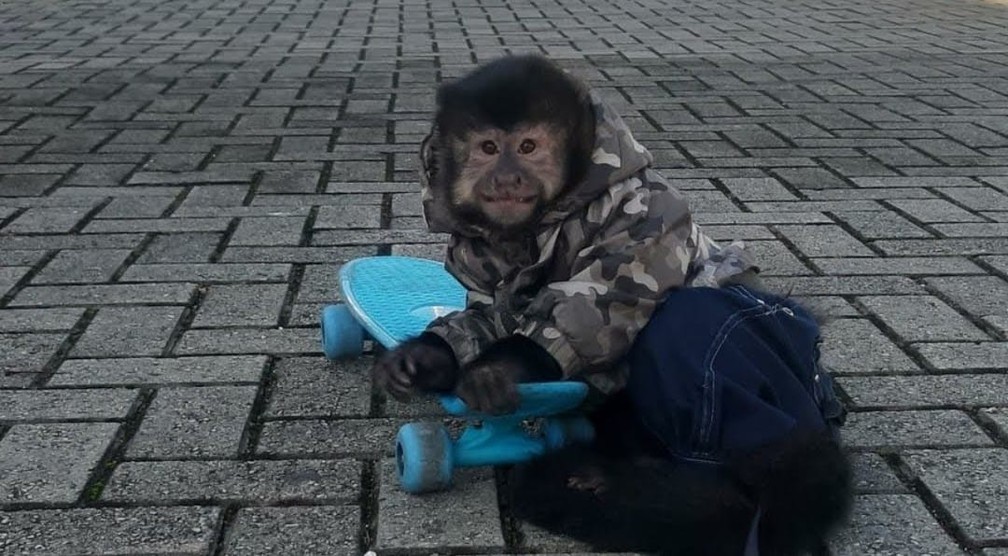 VALTER DESIDERIO BARRETO: Conheça o macaco Antônio, que anda de skate e ...