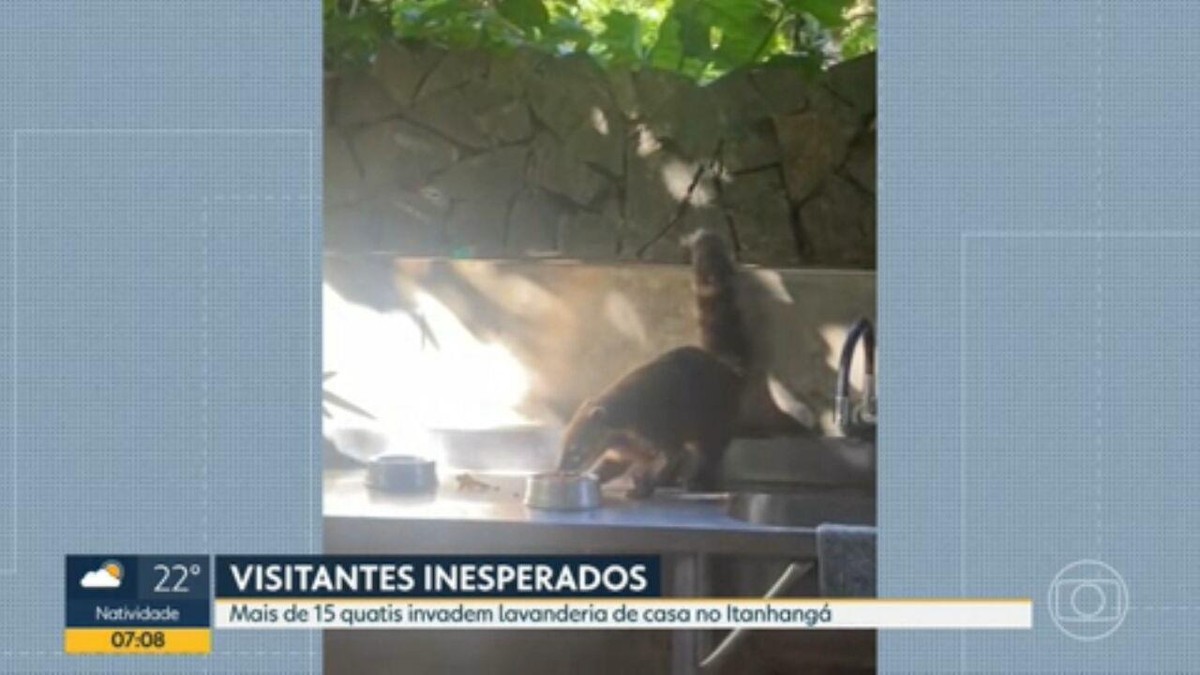 VÍDEO: bando de quatis ‘invade’ casa no Itanhangá | Rio de Janeiro | G1