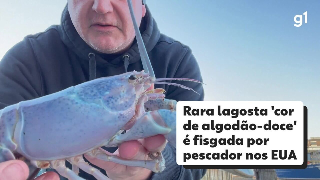 Rara lagosta 'cor de algodão-doce' é fisgada por pescador dos EUA ...