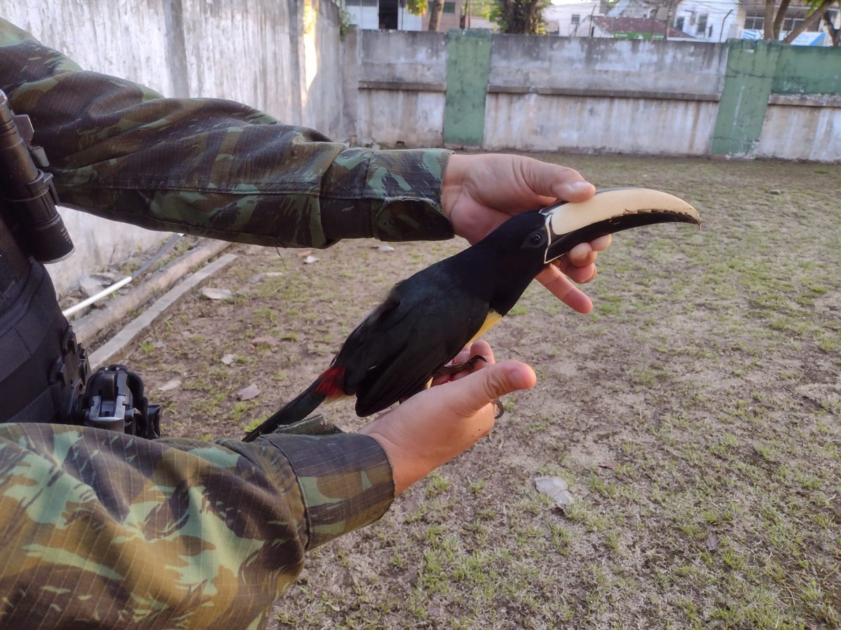 Nove animais silvestres são resgatados em Belém | Pará | G1