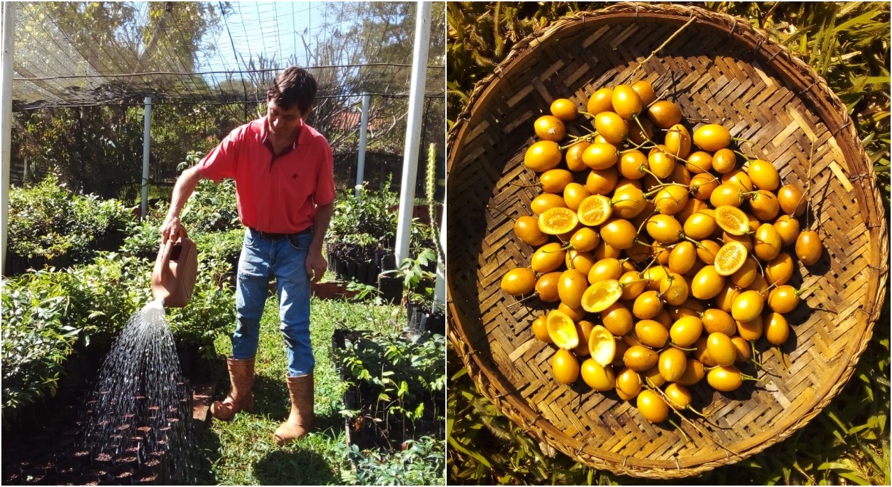 Autodidata, produtor cultiva pomar com mais de 1,7 mil frutas raras no ...
