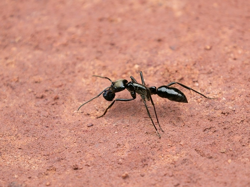 formiga preta grande