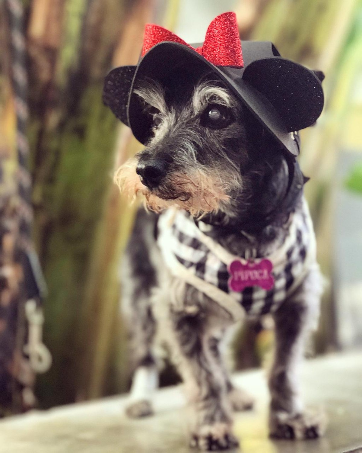 Carnaval pet: veja dicas para levar seu cachorro de estimação para os ...