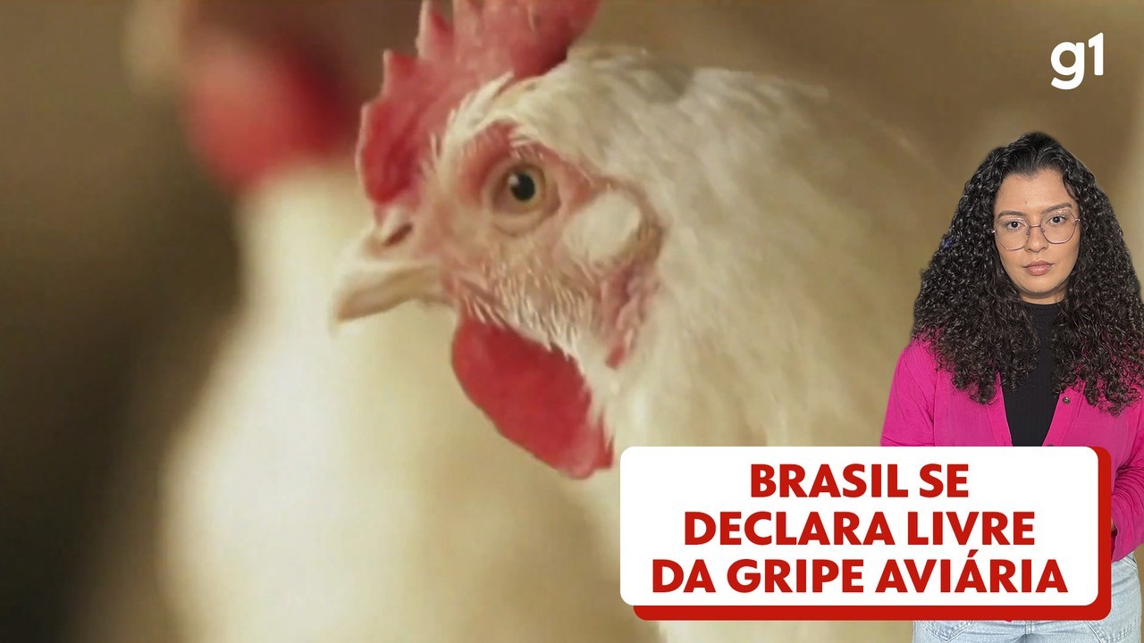Brasil se declara livre da gripe aviária após 28 dias sem novos casos ...