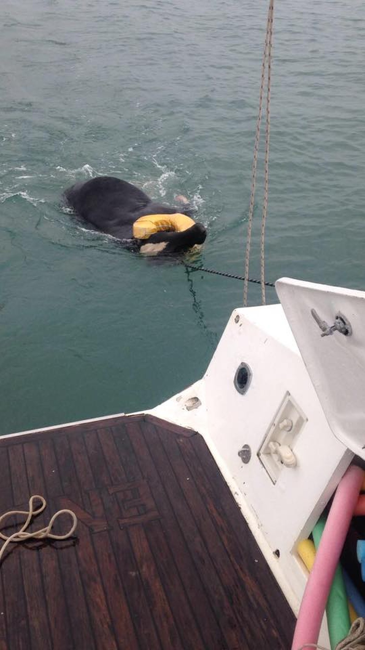 Boi é resgatado no mar por tripulantes de veleiro no litoral norte de SP