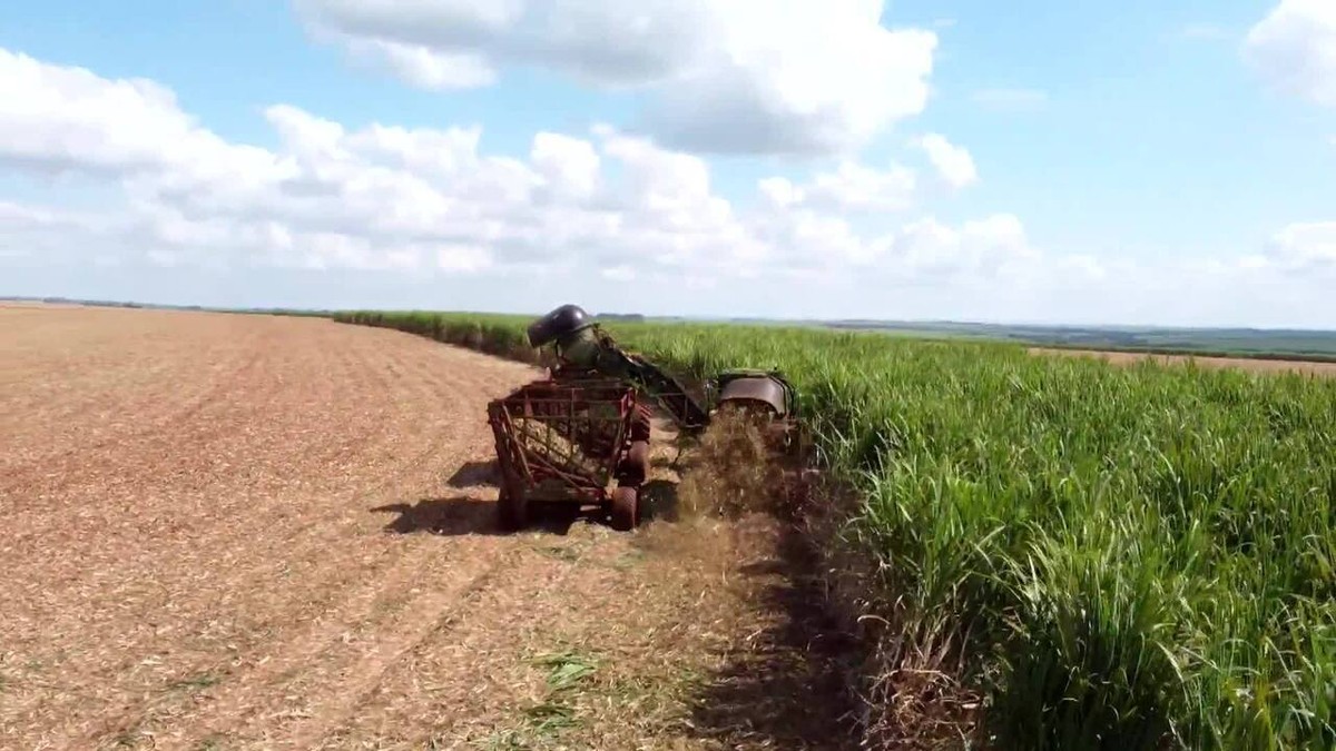 Veja os destaques do Globo Rural deste domingo (22/05/2022) | Globo ...
