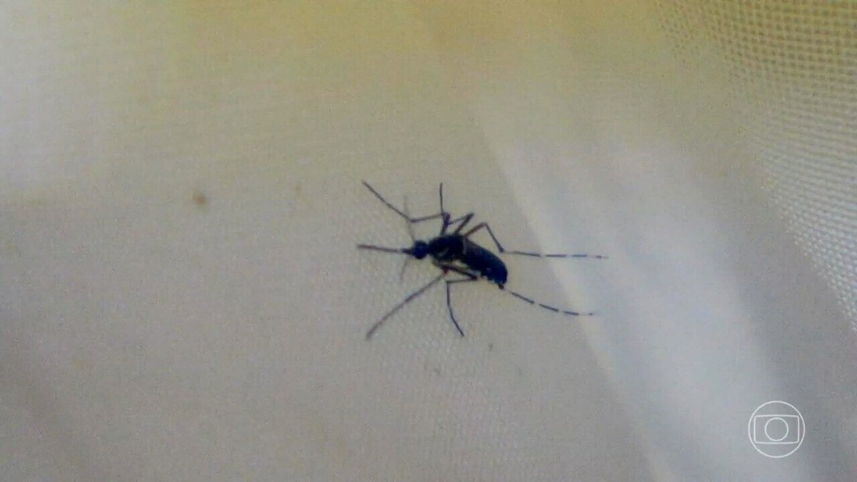 Presença do aedes aegypti no Brasil já tem mais de 400 anos | Jornal ...