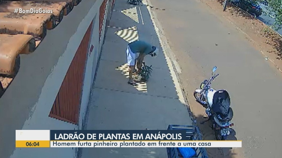 Homem é flagrado furtando pinheiro na calçada de casa em Anápolis ...