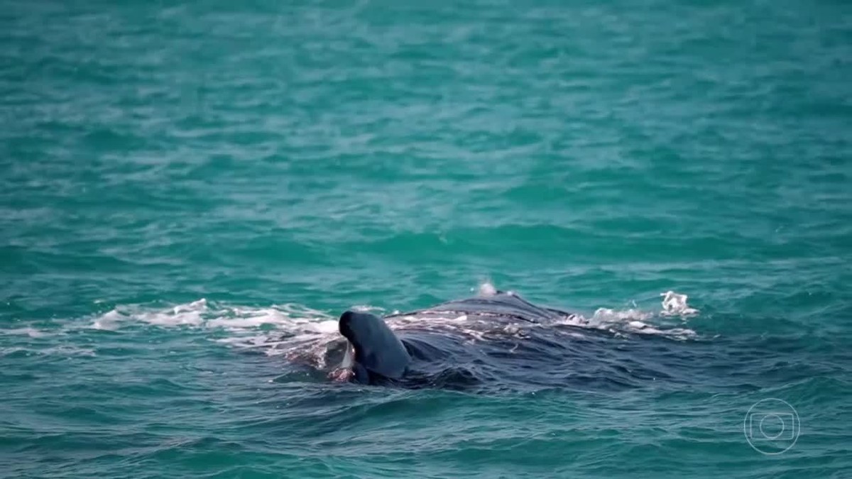 Observação de baleias: conheça o turismo que movimenta cerca de R$ 15 ...