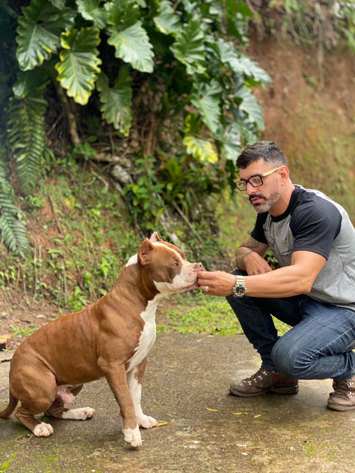 Ataque de pitbull: Como se defender em caso de perigo iminente | G1