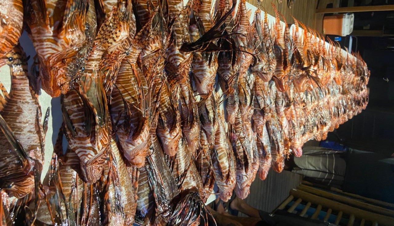 Mergulhadores capturam 140 peixes-leão em ação recorde em Fernando de ...