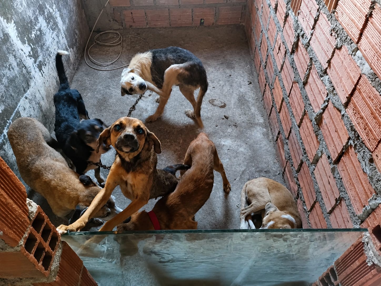 Homem é preso suspeito de realizar eutanásia irregular em cães na BA | G1