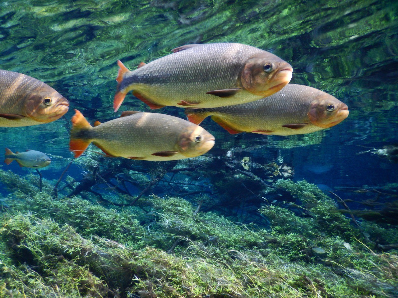 Piraputanga: o peixe que "segue" macacos atrás de alimento | G1
