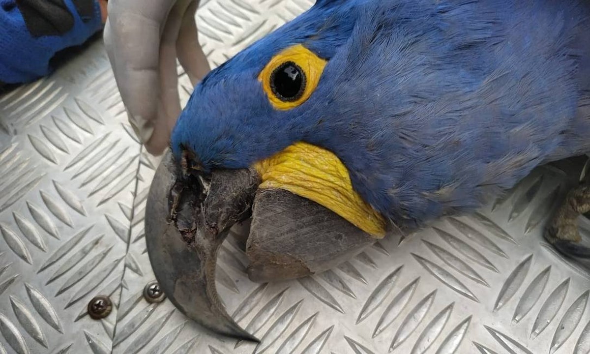 Em meio aos incêndios no Pantanal, arara-azul pode voltar à lista dos ...