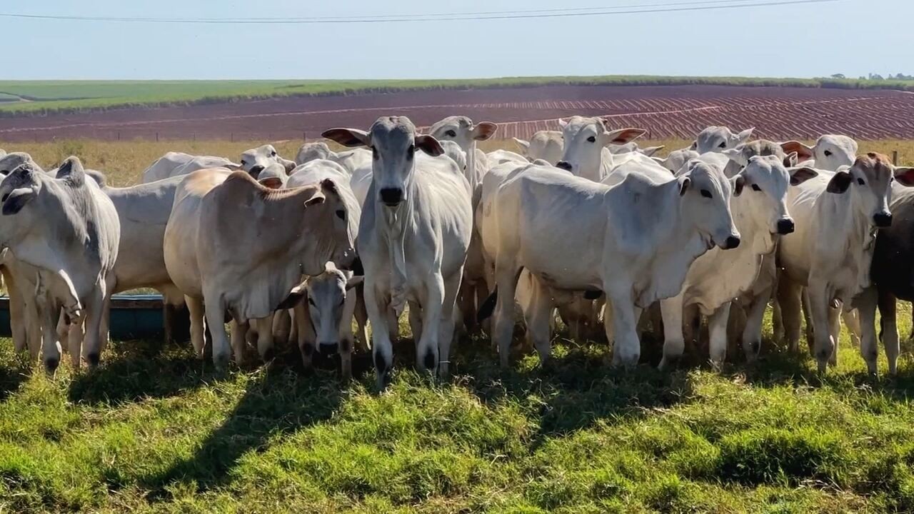 Boi China é cada vez mais popular no rebanho brasileiro
