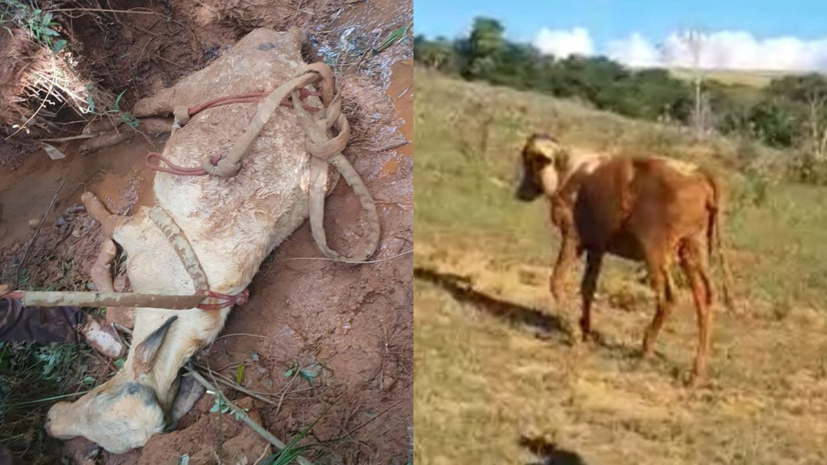 Novilha sobe barranco de 15 metros de rapel para ser resgatada em ...