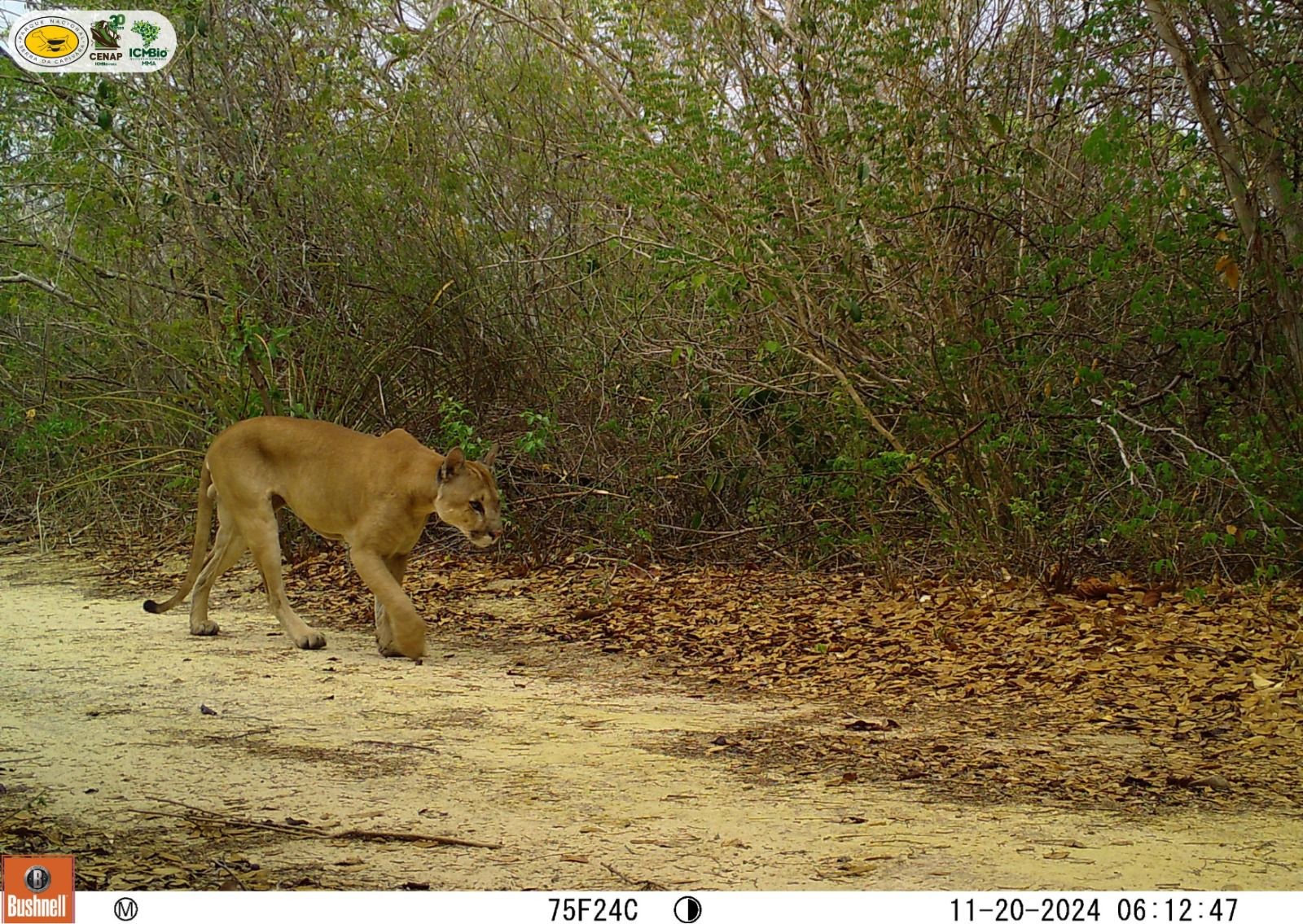 Biólogos usam 'cameras trap’ para capturar fotos de animais silvestres ...