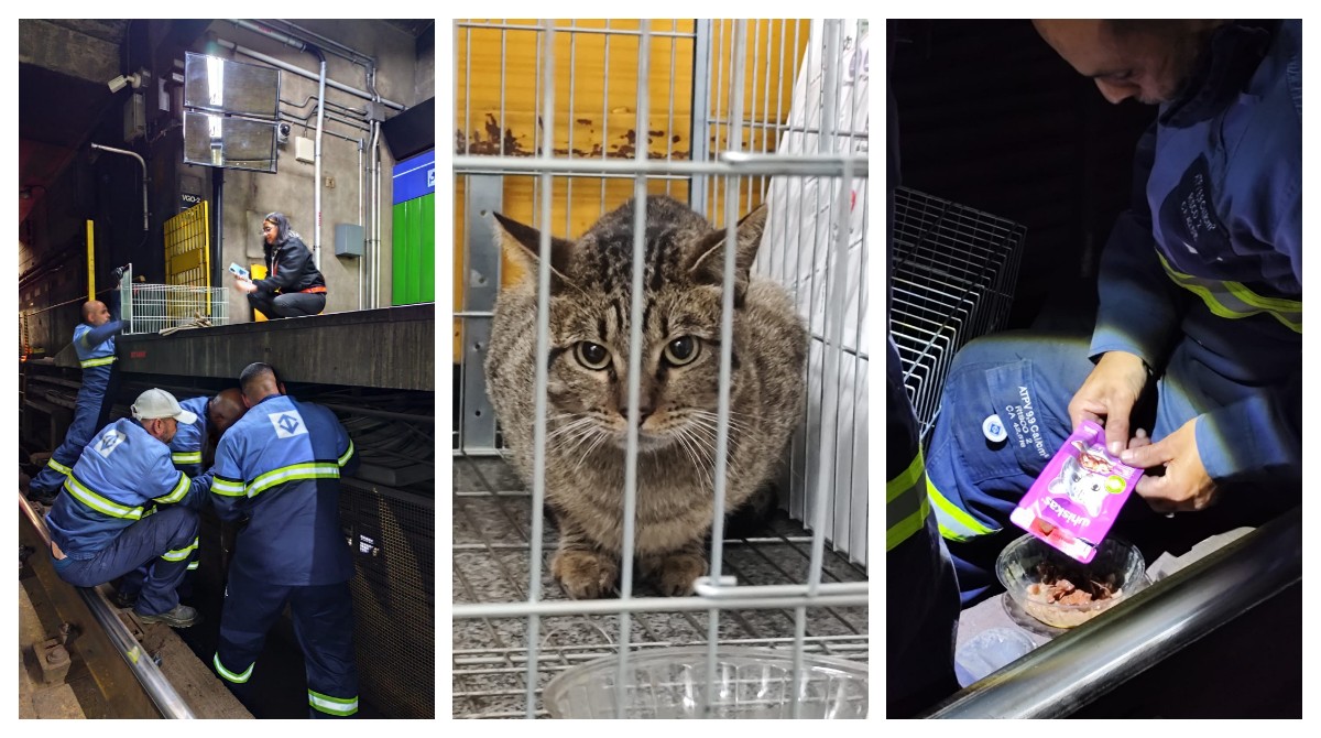 Gato é resgatado por funcionários do Metrô após ficar preso nos trilhos ...