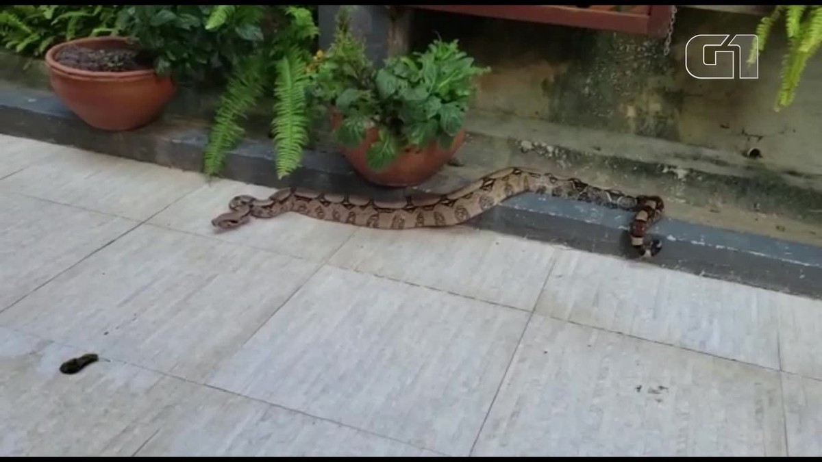 Cobra é encontrada em casa no Anil, na Zona Oeste do Rio | Rio de ...