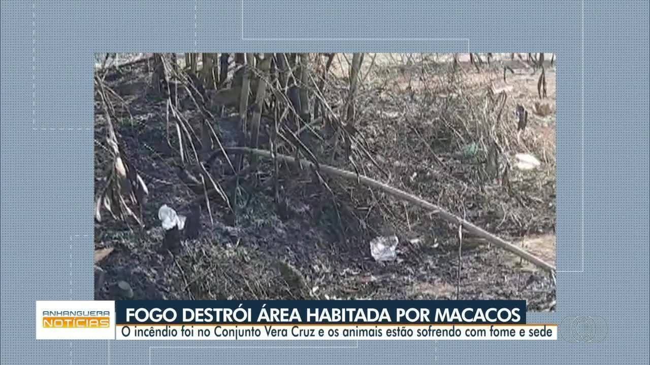 Fogo destrói parque que abriga macacos em Goiânia; vídeo | Goiás | G1