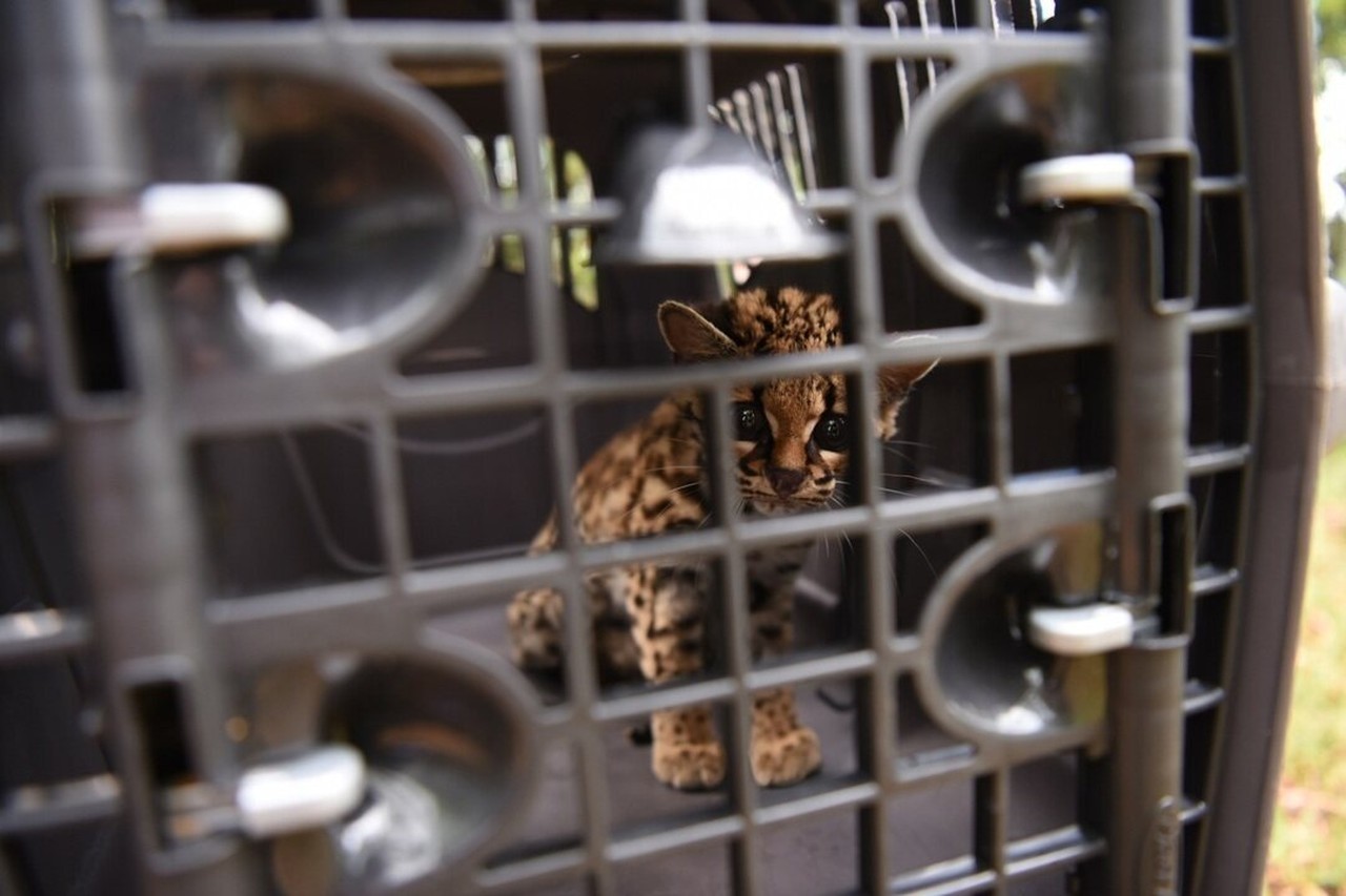 Gato-maracajá é devolvido à natureza em São Marcos; Veja fotos e vídeo | G1