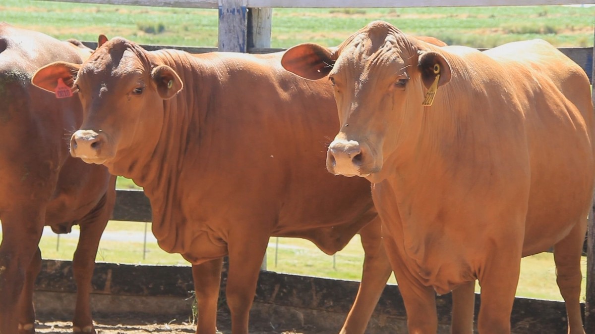Pecuaristas do interior de SP apostam na raça de gado senepol | Nosso ...