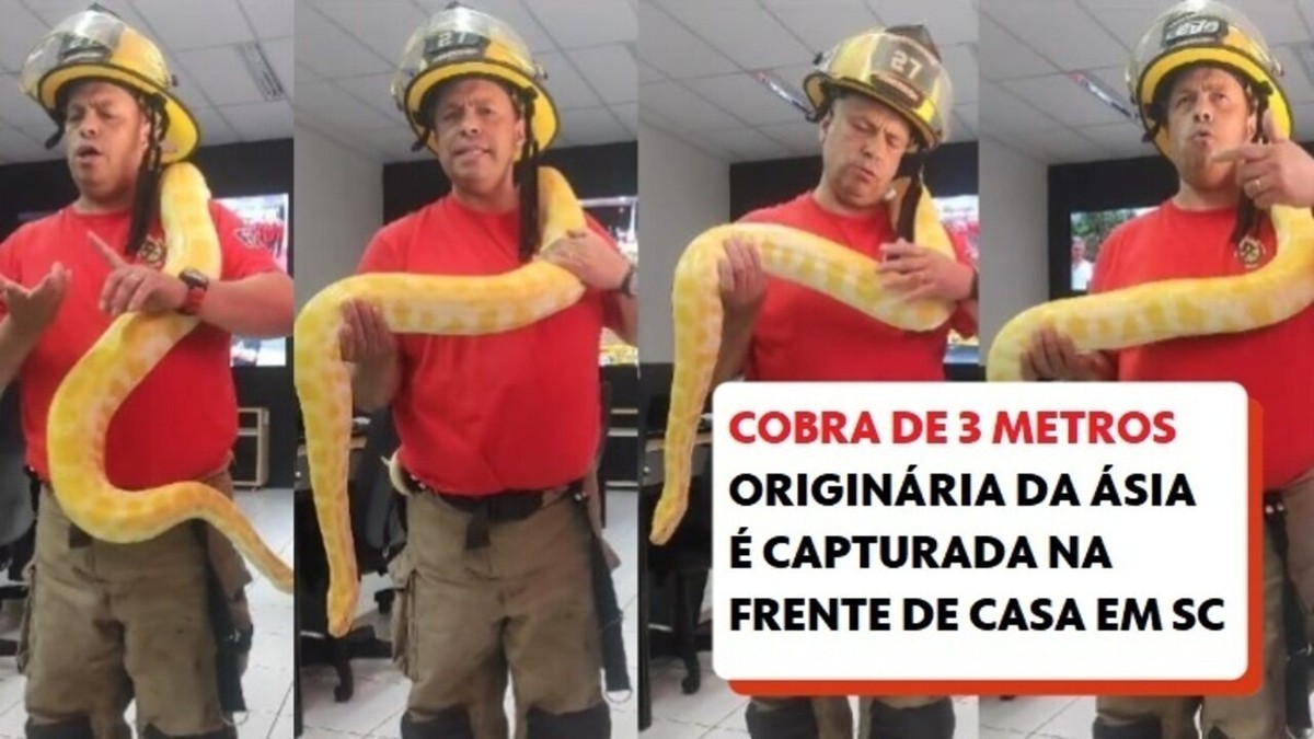 VÍDEO: píton albina de 3 metros originária da Ásia é resgatada em ...