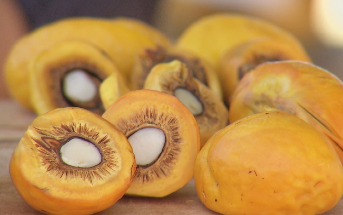 Pequi sem espinhos: grande procura por fruto surpreende técnicos da ...